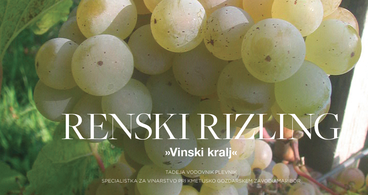 Renski rizling - "vinski kralj" - SloVino.com